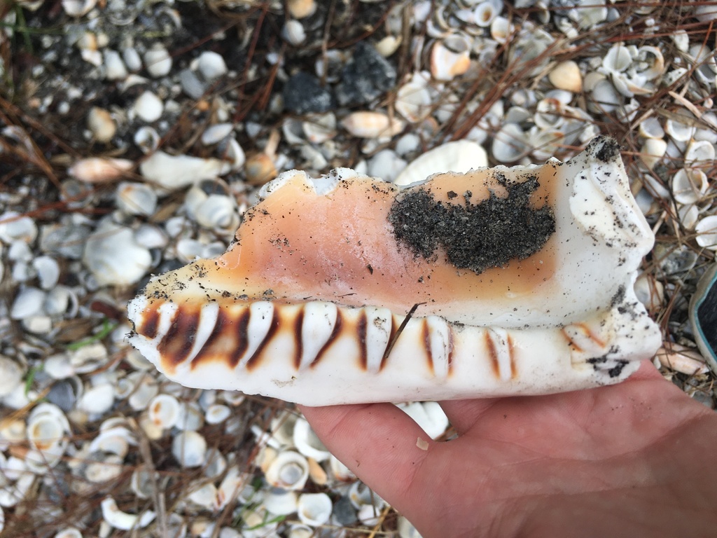 Emperor Helmet Snail from Singer Island, Juno Beach, FL, US on October ...