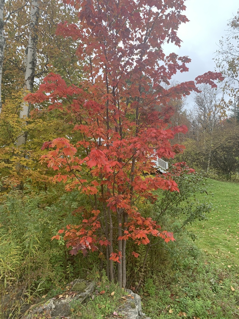 red maple from Green Mountain National Forest, Peru, VT, US on October ...