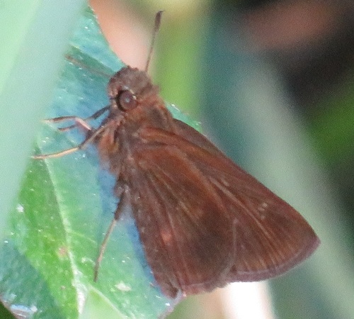 Ferrous Swift (Borbo ferruginea) · iNaturalist