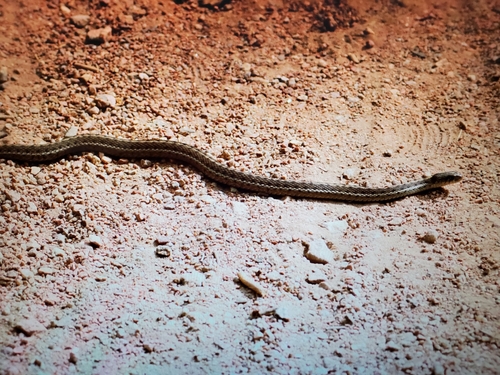 Observations by refb59 · iNaturalist