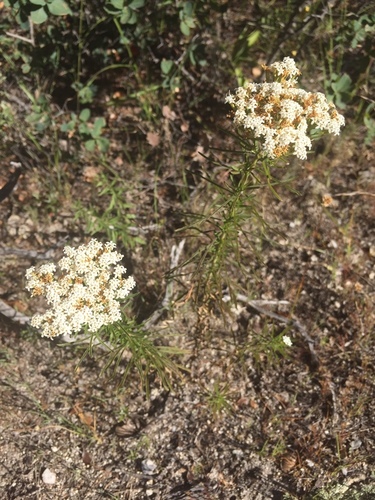Observations by oscargsol · iNaturalist
