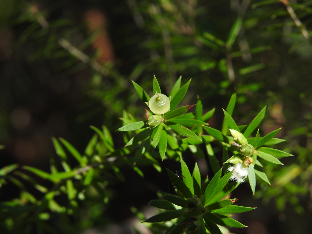 Styphelia leptospermoides from Tuan Forest QLD 4650, Australia on ...