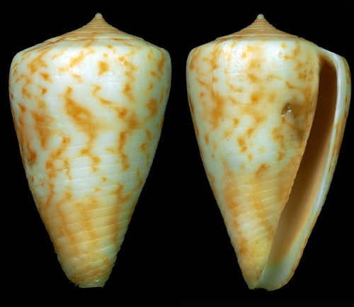 Conus baeri · iNaturalist
