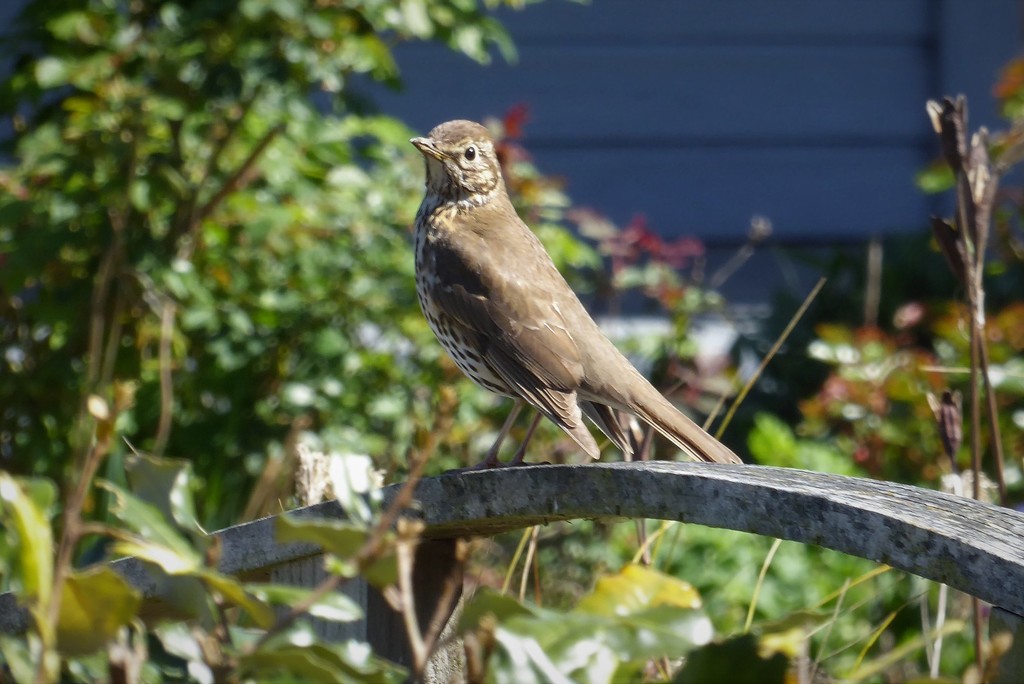 Song Thrush from Waikouaiti, New Zealand on October 8, 2021 at 12:09 PM ...