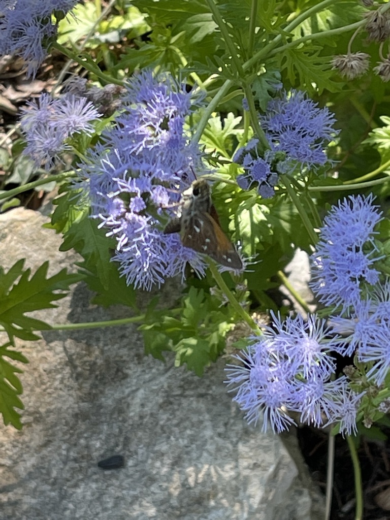 Green Skipper from Travis County, TX, USA on October 8, 2021 at 03:36 ...