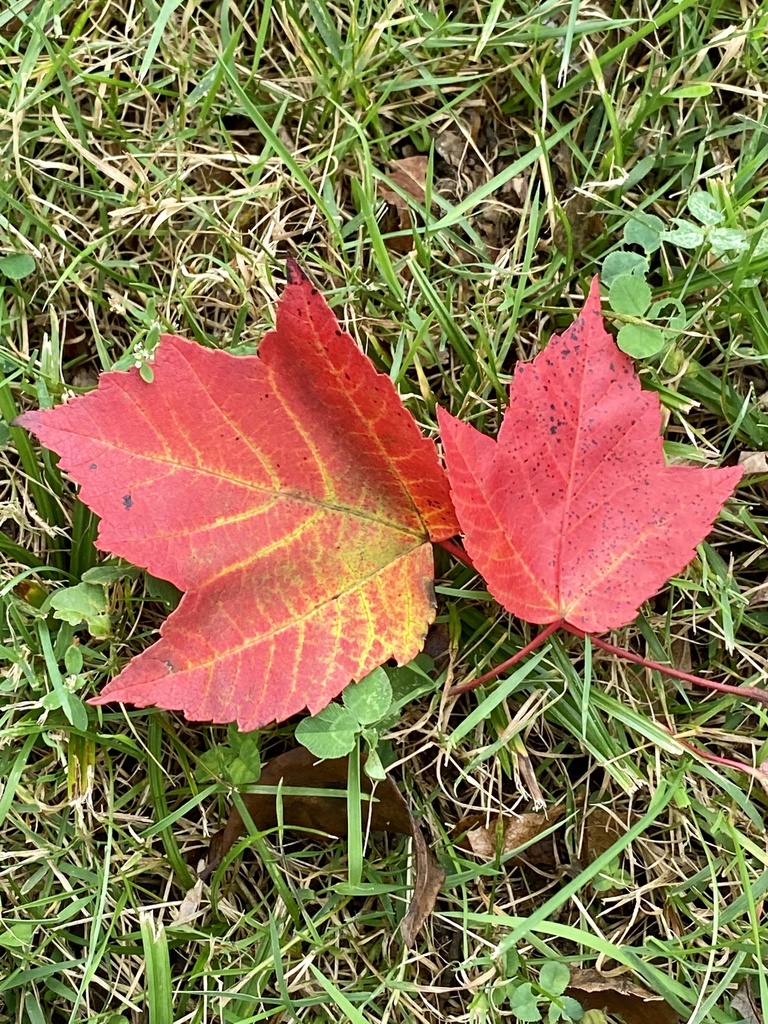 red maple from Votee Park, Teaneck, NJ, US on October 09, 2021 at 02:45 ...