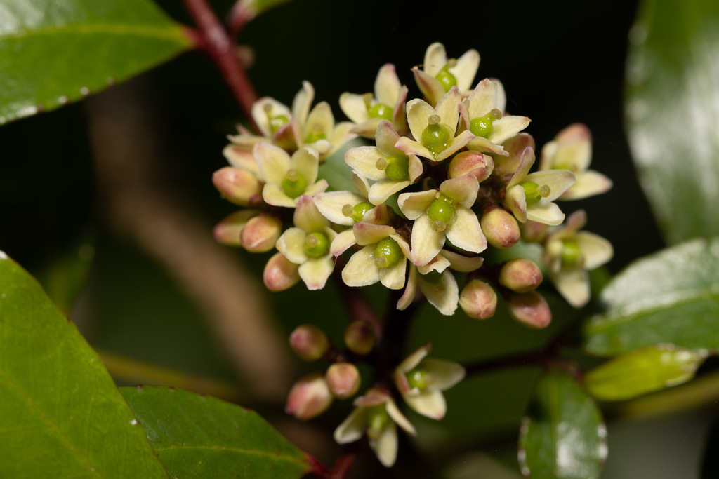 Satin Tree from Springbrook QLD 4213, Australia on October 9, 2021 at ...