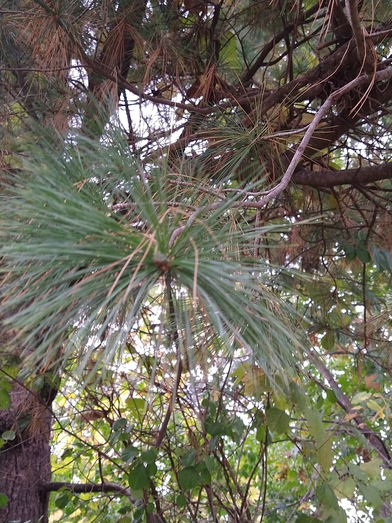 eastern white pine from Eldora, IA 50627, USA on October 9, 2021 by ...