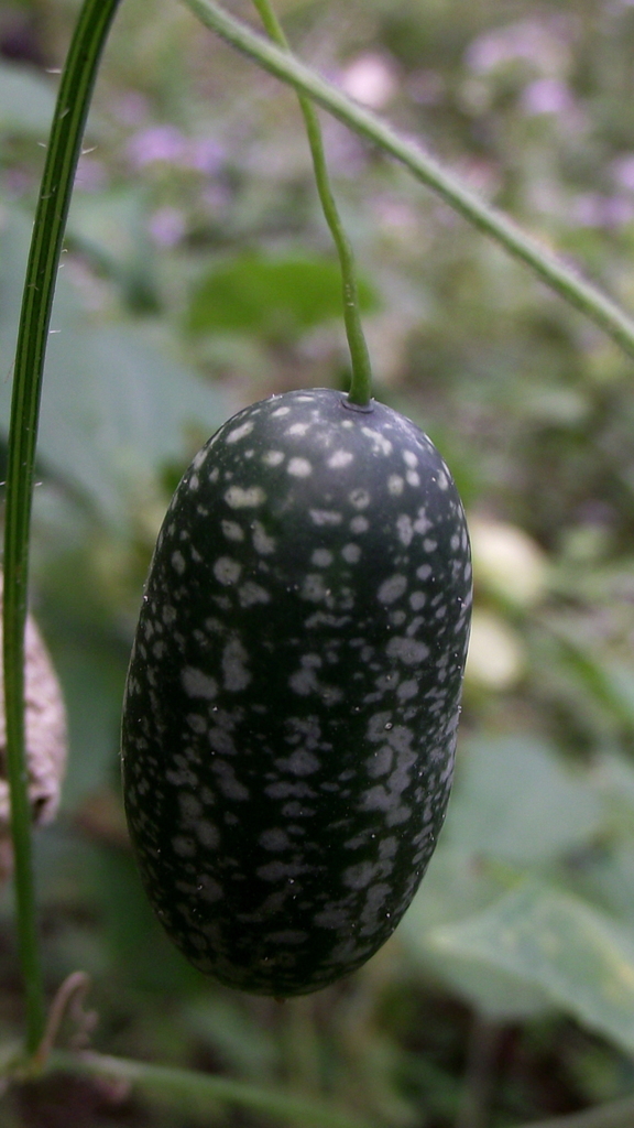 Creeping cucumber (Plants of Dallas/Fort Worth) · iNaturalist