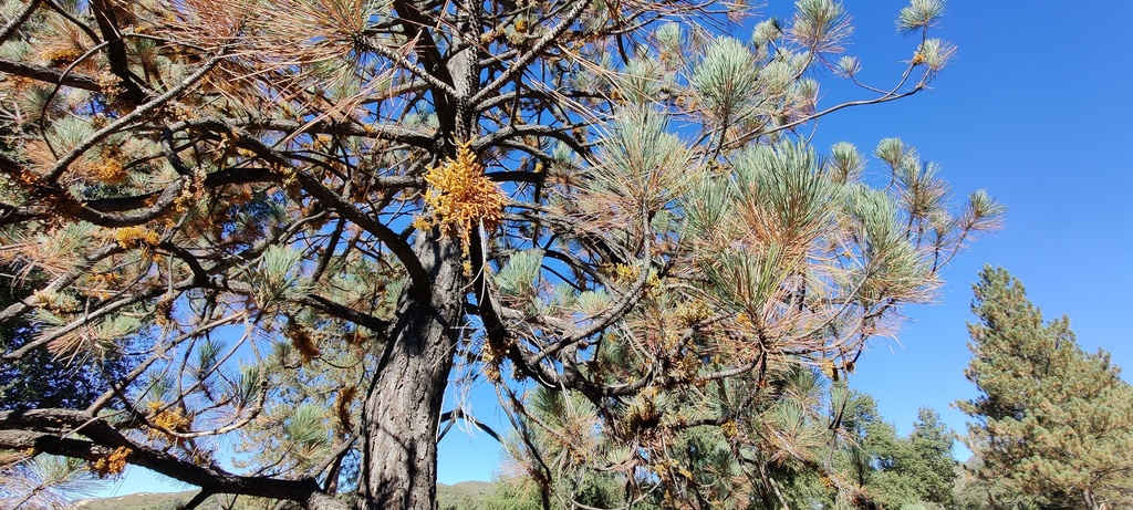 Western Dwarf-Mistletoe from San Diego County, CA, USA on October 9 ...