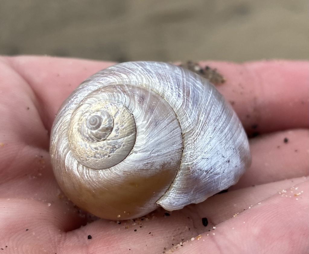 Large Necklace Shell from East Bedlington CP, Northumberland, England ...