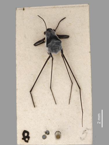 Familiar Sea Skater (Halobates germanus) · iNaturalist