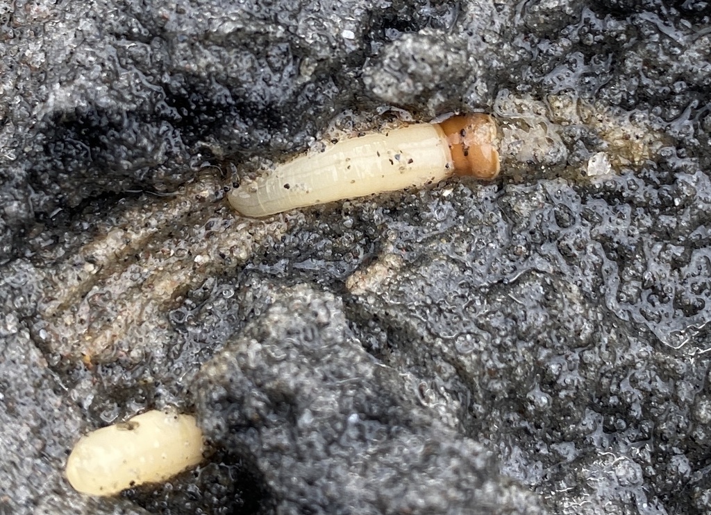Virginia Acorn Worm from Gerritsen Inlet, New York, NY, US on October 9 ...