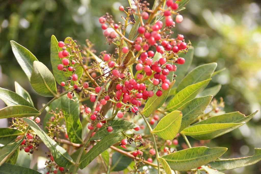 Brazilian pepper (Pezula Nature Retreat - Exotic Invasive and Weed ...
