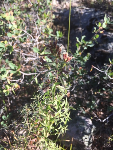 Observations by oscargsol · iNaturalist