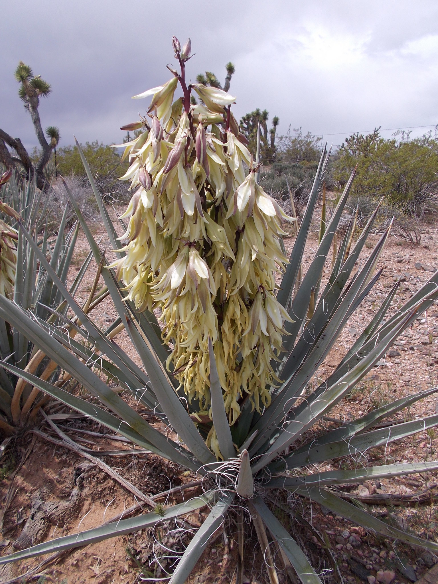 Yucca Baccata Banana Yucca (Yucca Baccata) | Gila Watershed