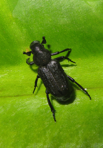 Clinterocera spondylidea · iNaturalist