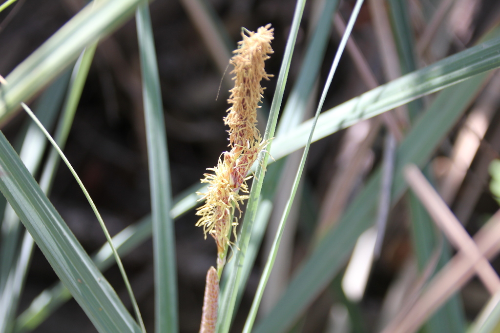 Santa Barbara sedge (Carr Lake Field Guide) · iNaturalist