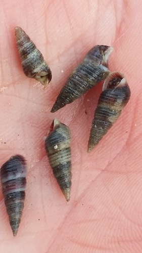 Neostylidium cerithiidae · iNaturalist