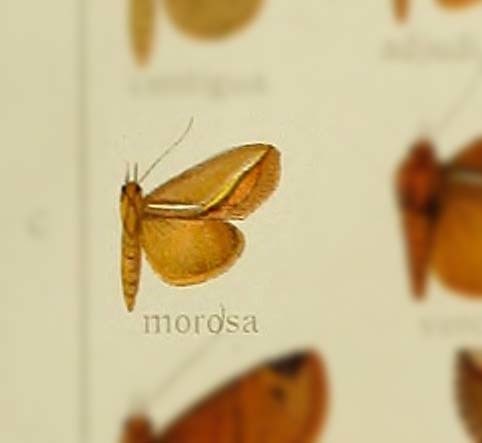 Rhynchina morosa · iNaturalist