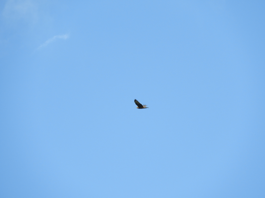Swamp Harrier from 1A Woods Rd, Pearcedale VIC 3912, Australia on ...
