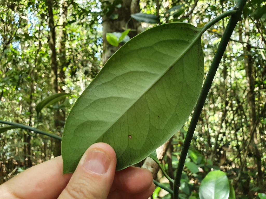 (Austrobaileya) - Botanical Realm