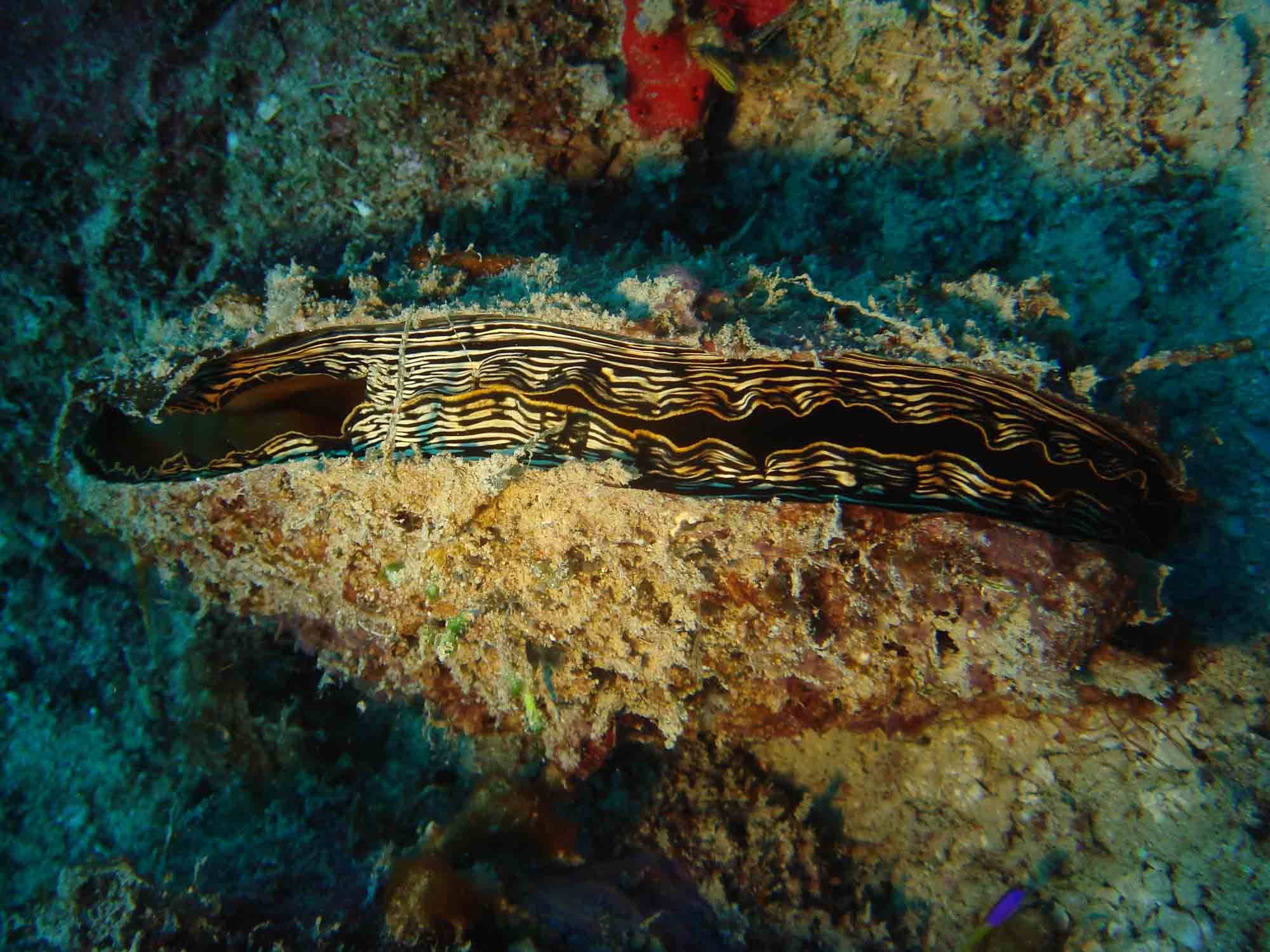 Atrina vexillum (Born, 1778)