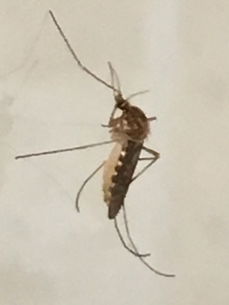 Common house mosquito from Georges Hill, Ashford, England, GB on ...