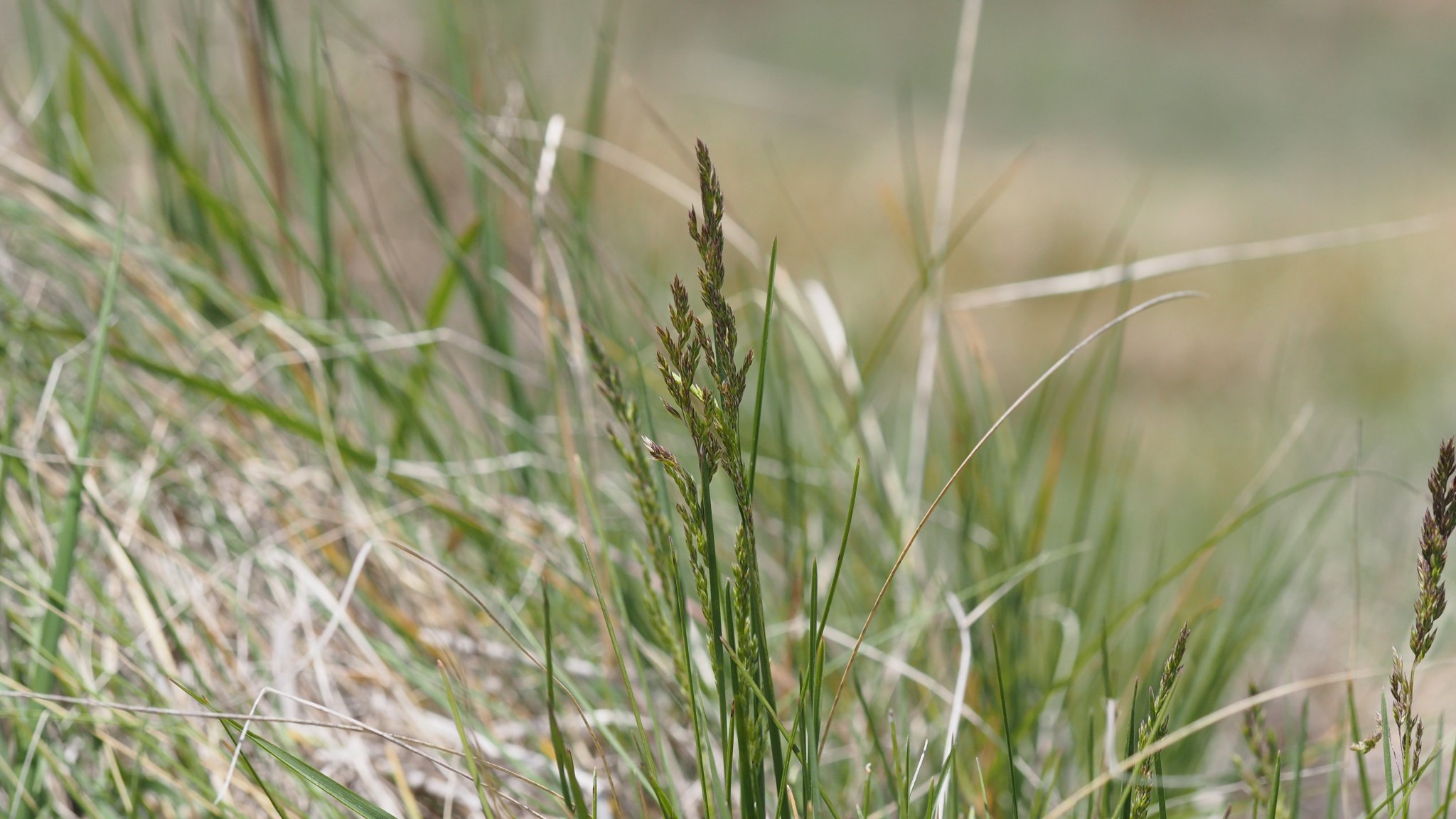 Poa pratensis subsp. pratensis