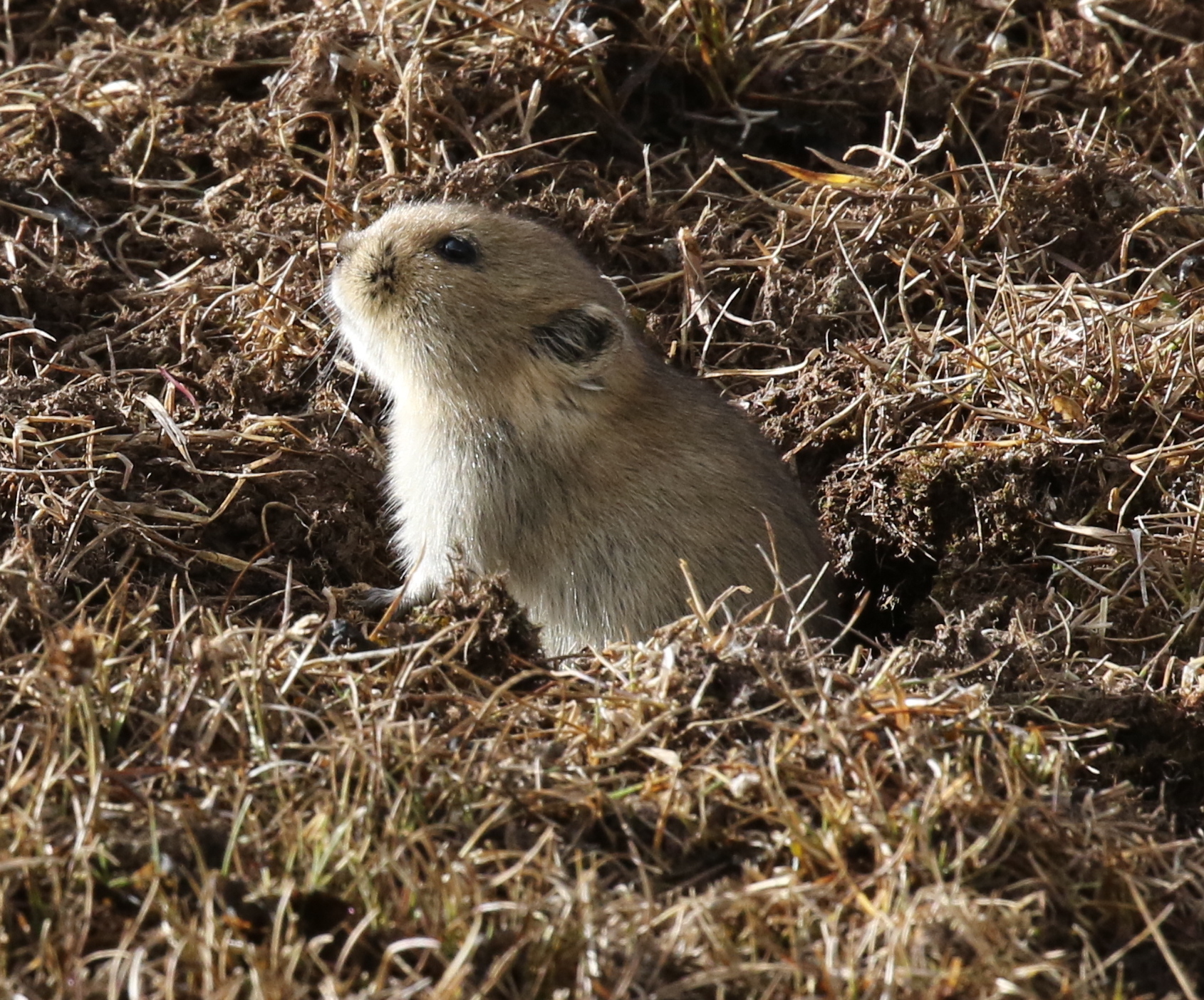 Neodon leucurus (Blyth, 1863)
