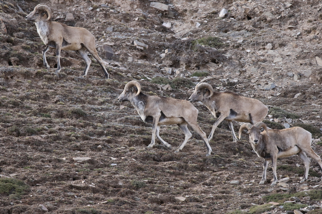 Tibetan Argali in October 2016 by Phil Benstead · iNaturalist
