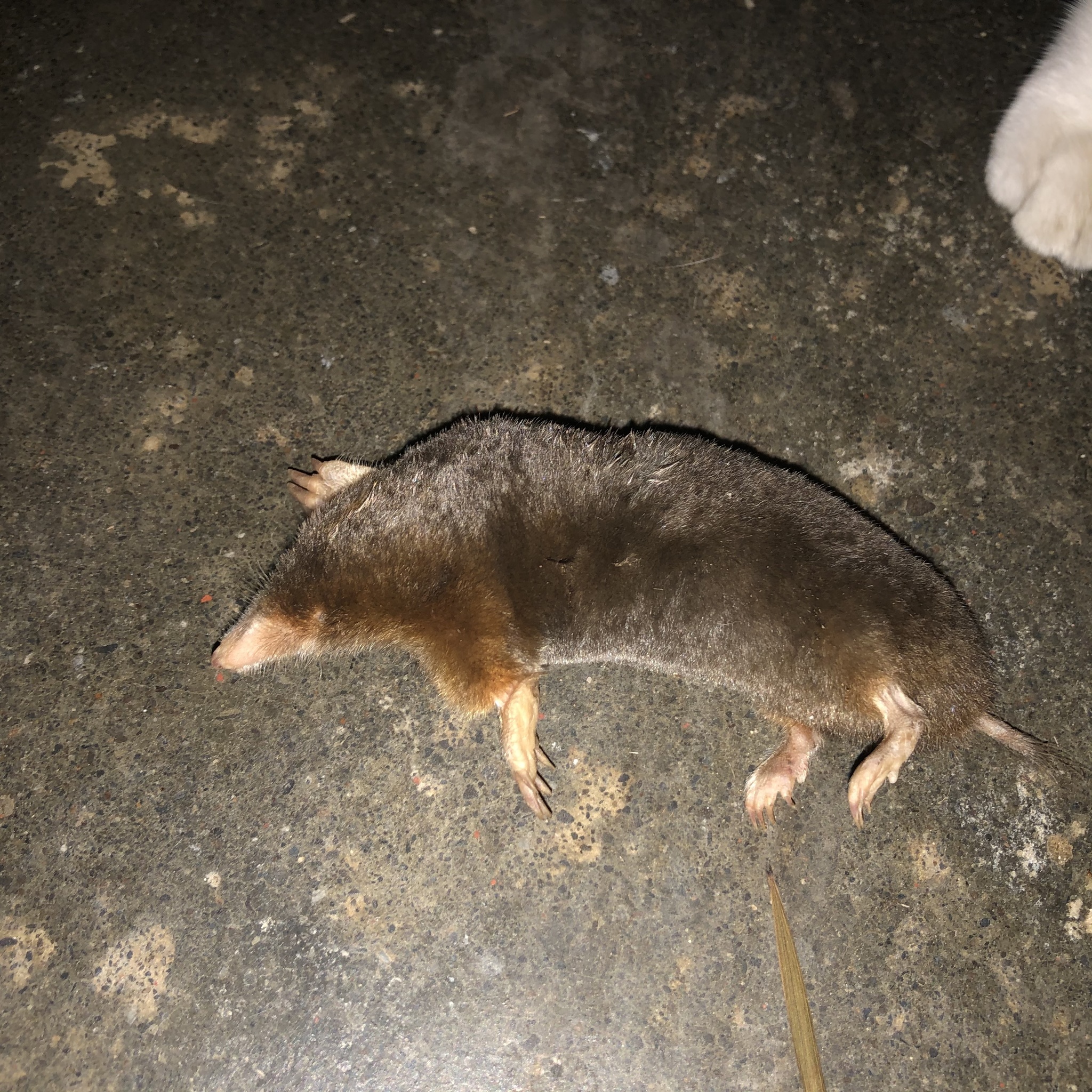 Mogera insularis (Swinhoe, 1863)