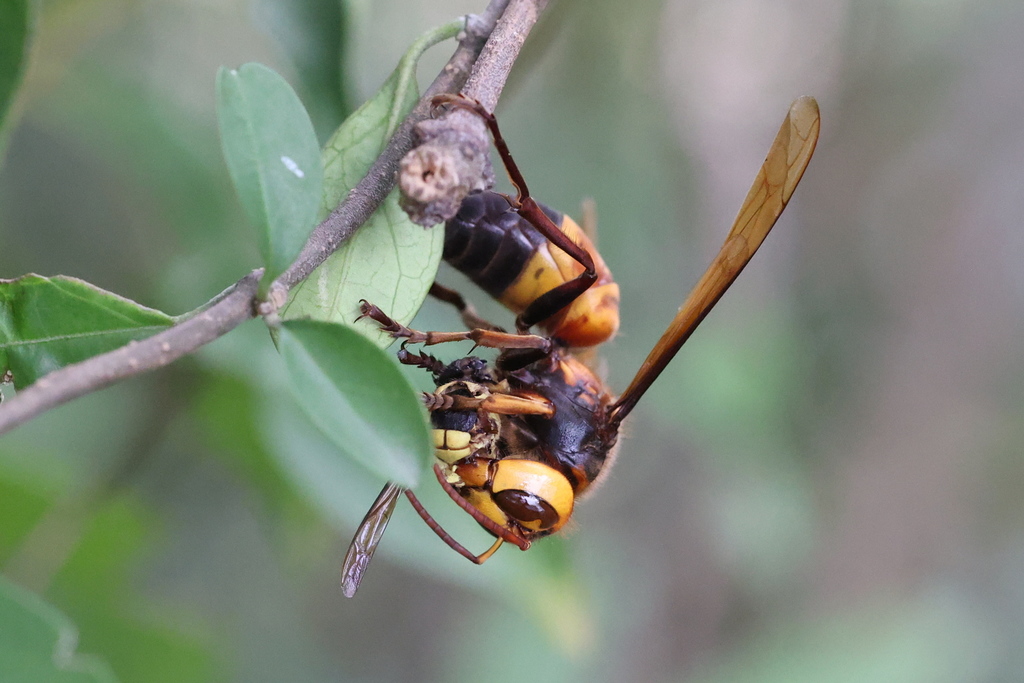 Southern Giant Hornet from Yuen Long, Hong Kong on October 10, 2021 at ...