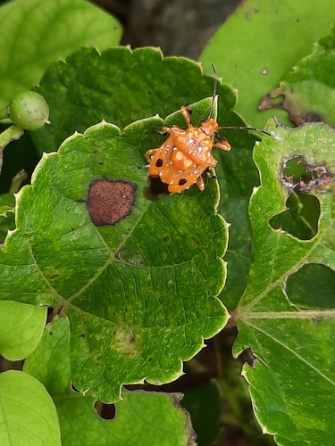 Cazira concinna · iNaturalist United Kingdom