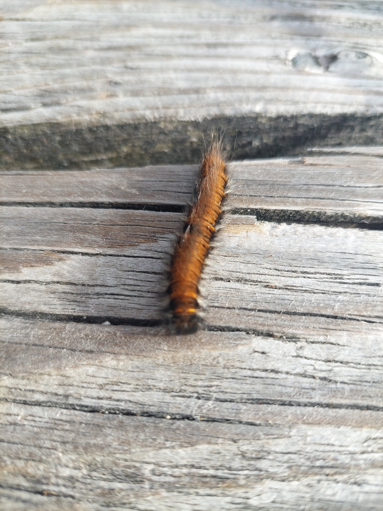 Fox Moth from 82418 Murnau am Staffelsee, Deutschland on October 3 ...