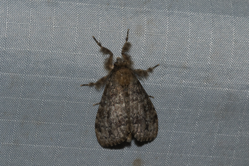 Extorted Tussock from Inhamitanga Forest, southern part, Cheringoma ...