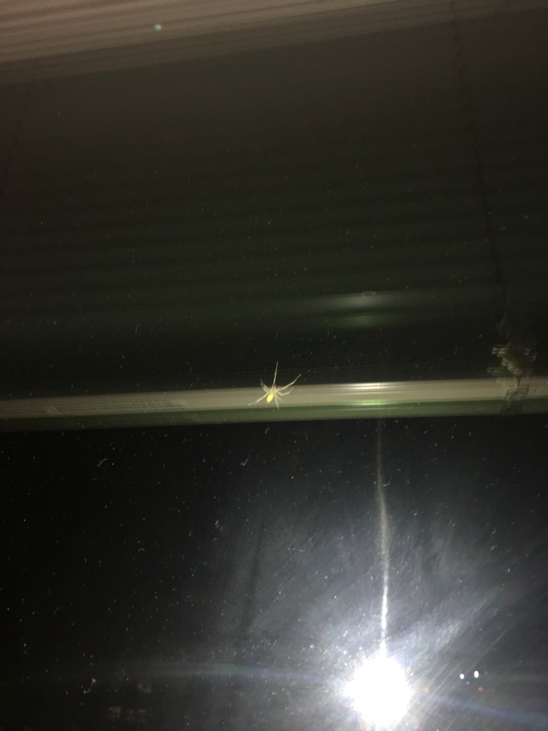 Northern Yellow Sac Spider from Burlington, VT 05405, USA on April 24 ...