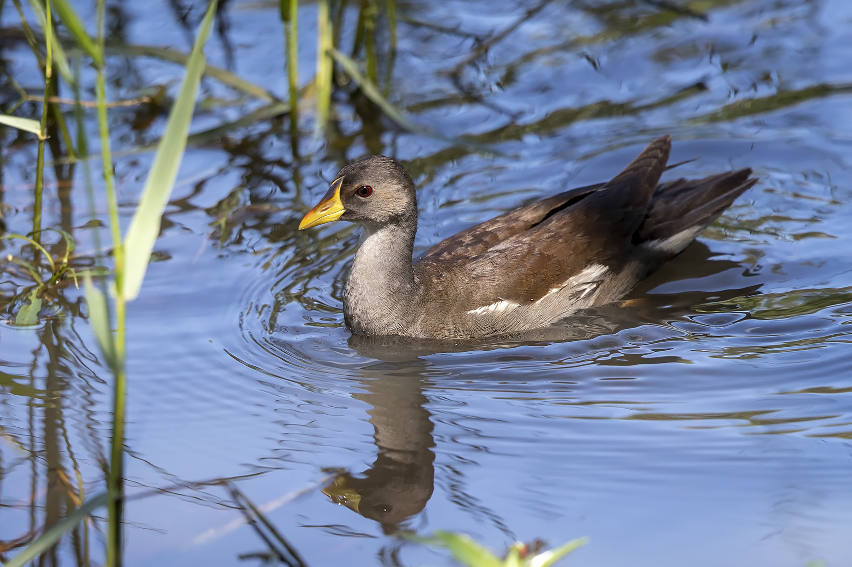 Gallinula angulata Sundevall, 1850