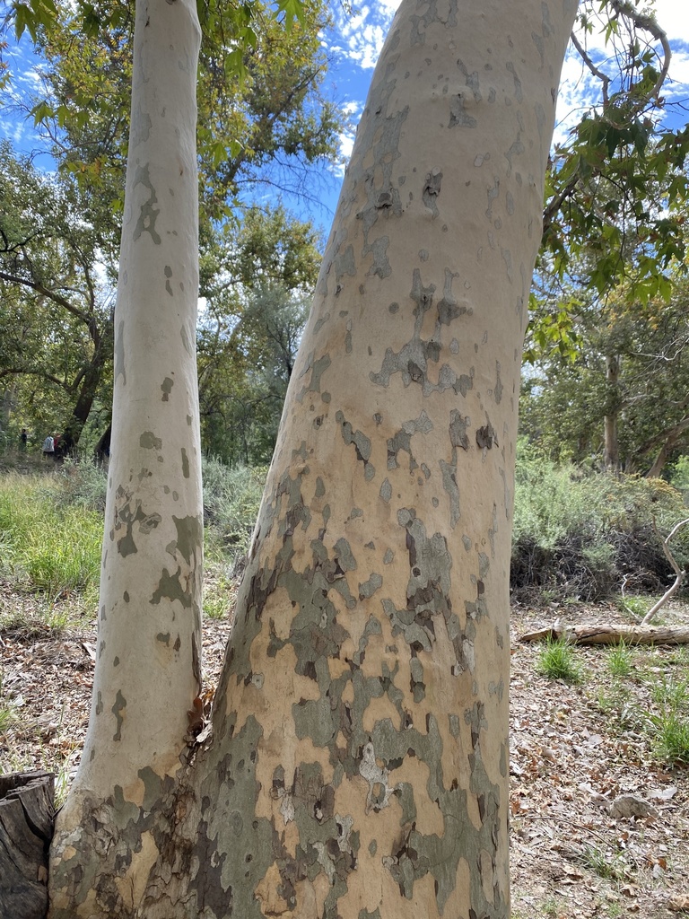 Arizona sycamore from Montezuma Castle National Monument, Camp Verde ...