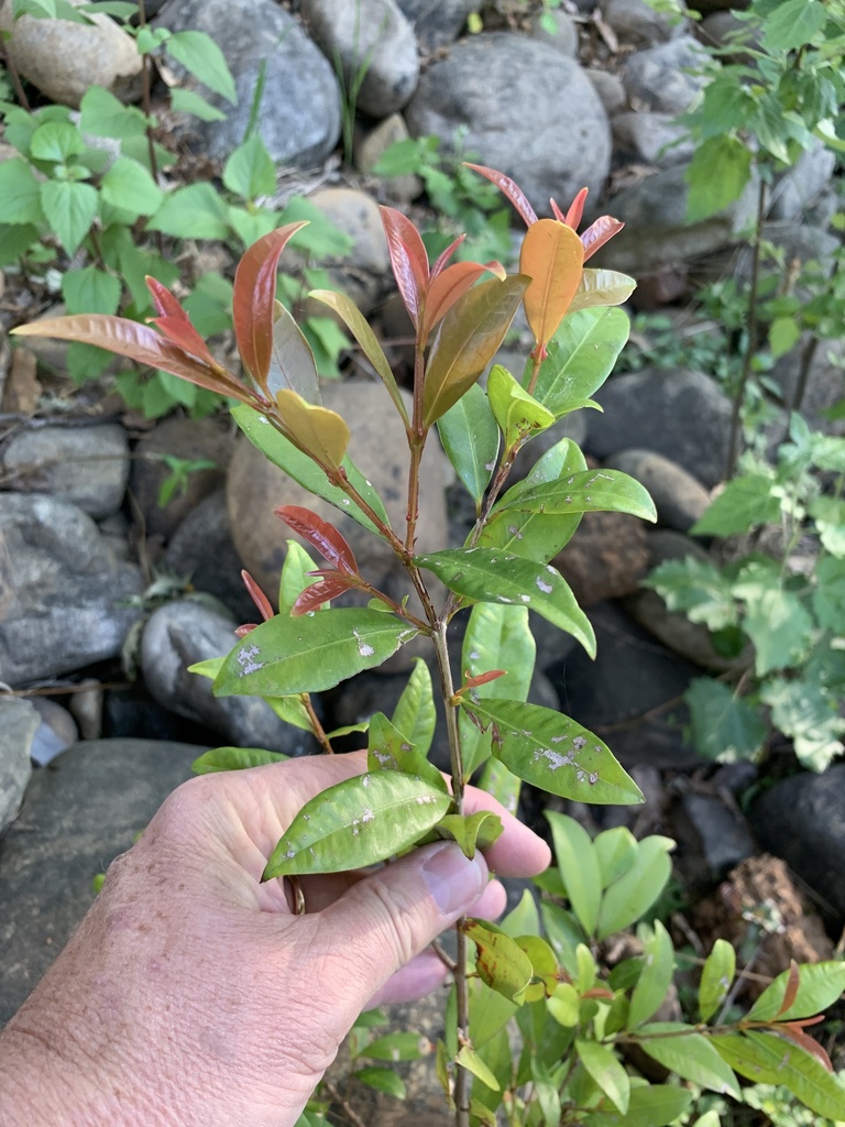 scrub cherry (Syzygium australe) - Botanical Realm