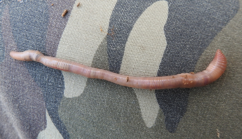 Grey Worm from Zheleznogorskiy rayon, Kursk, Russia on October 10, 2021 ...