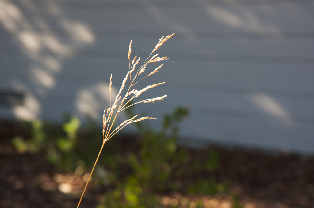 tufted hair grass (Deschampsia cespitosa) - Botanical Realm