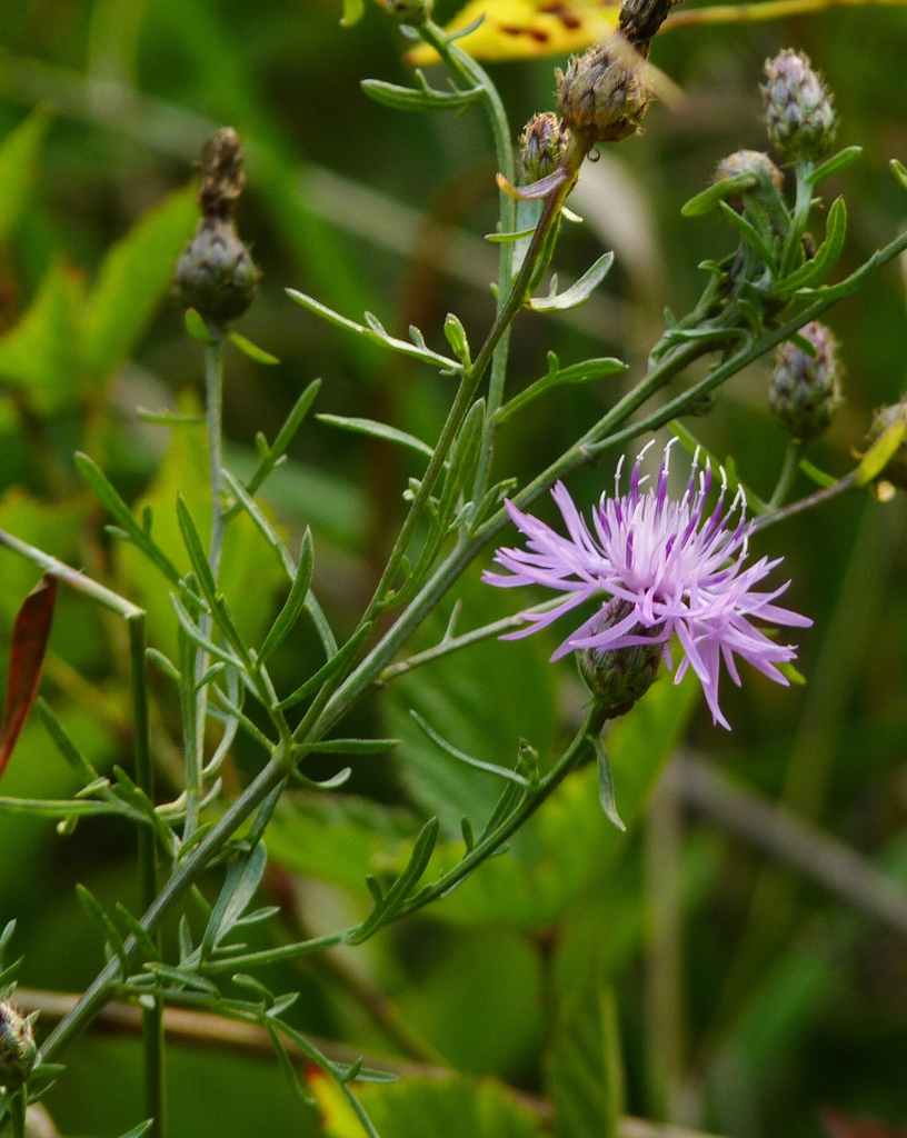 spotted knapweed (Plants of Chatfield State Park) · iNaturalist