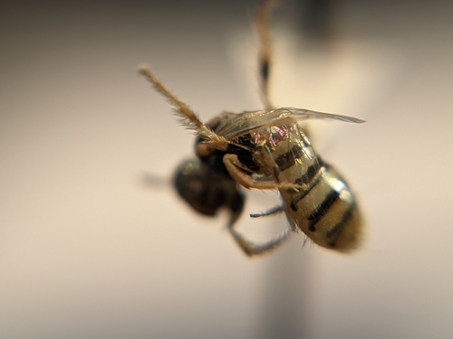 Perdita croceipes · iNaturalist