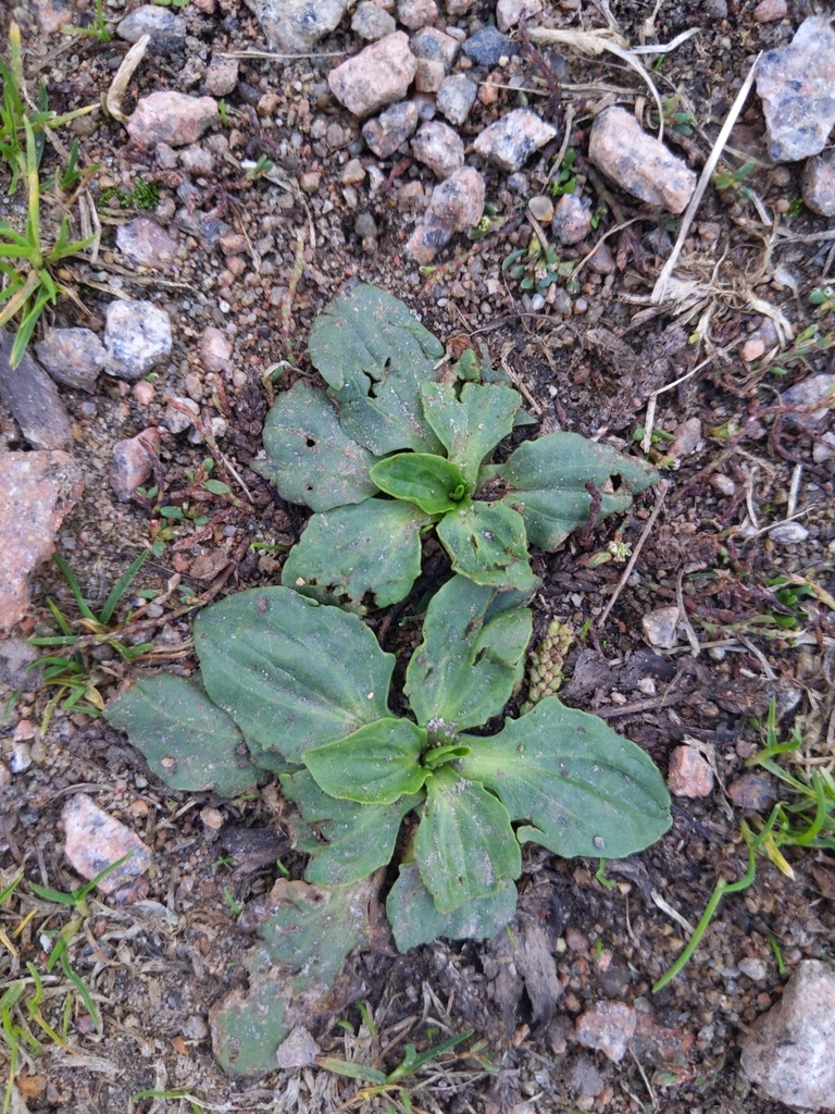 greater plantain from Kent, England, GB on October 10, 2021 at 05:45 PM ...