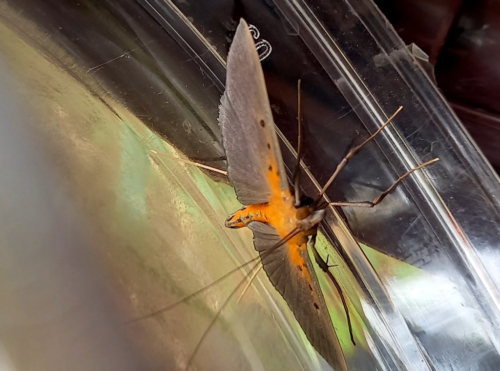Filodes fulvidorsalis from Block 18-24, GOOD EARTH MALHAR RESONANCE ...