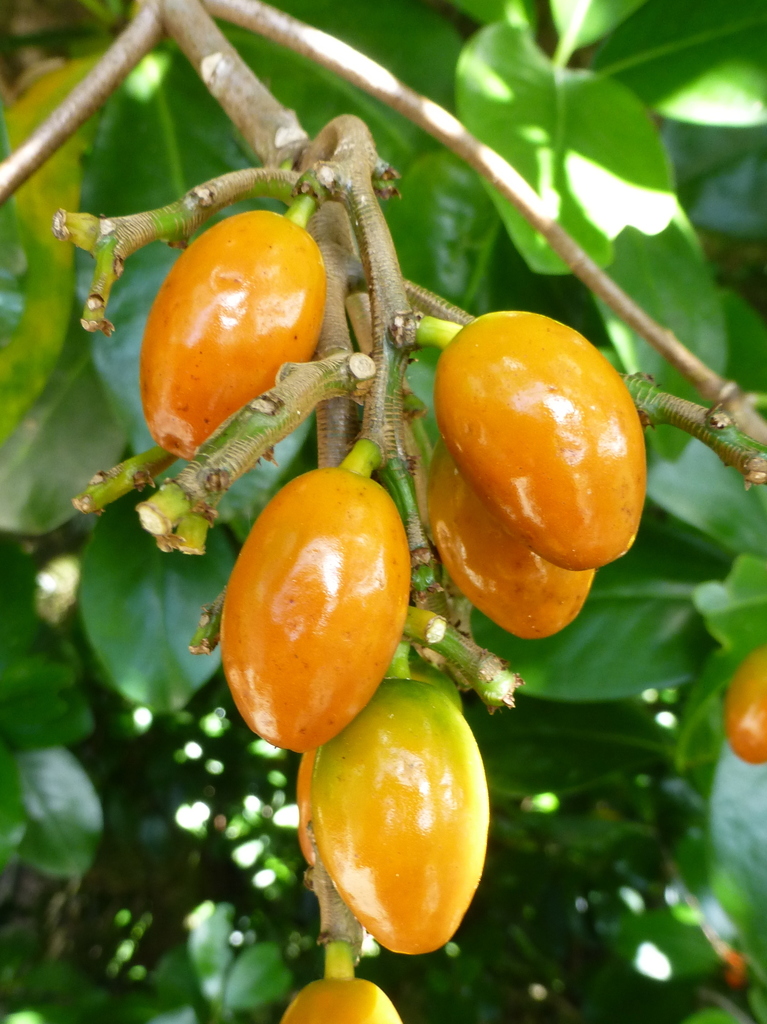 Karaka (Corynocarpus laevigatus) - Botanical Realm