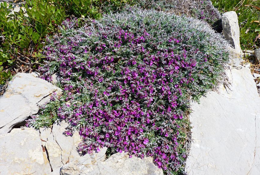 (Teucrium subspinosum) - Botanical Realm