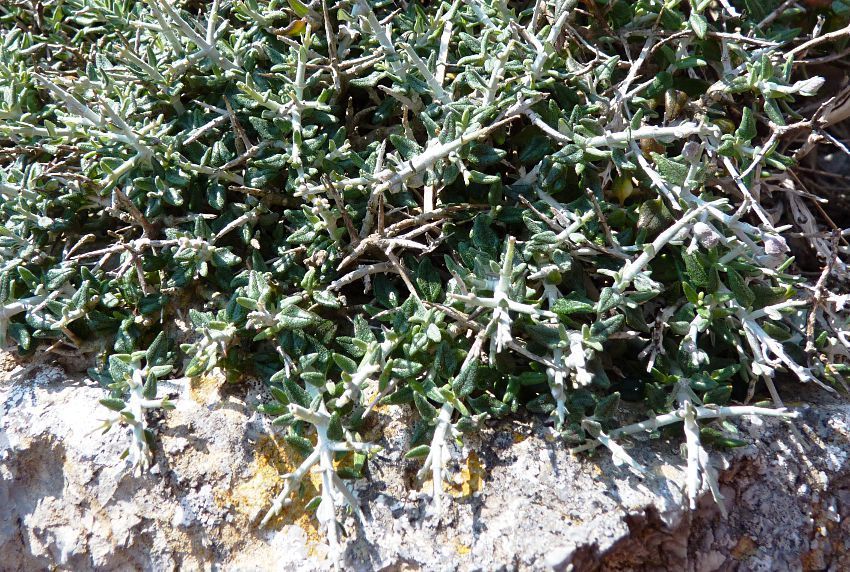 (Teucrium subspinosum) - Botanical Realm