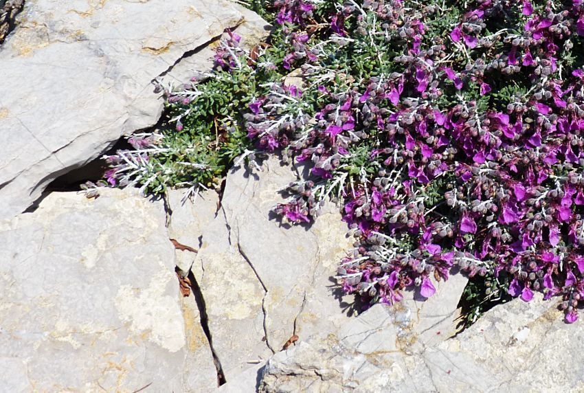 (Teucrium subspinosum) - Botanical Realm